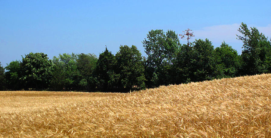 Field And Tree Line 2 Pd by Lyle Crump