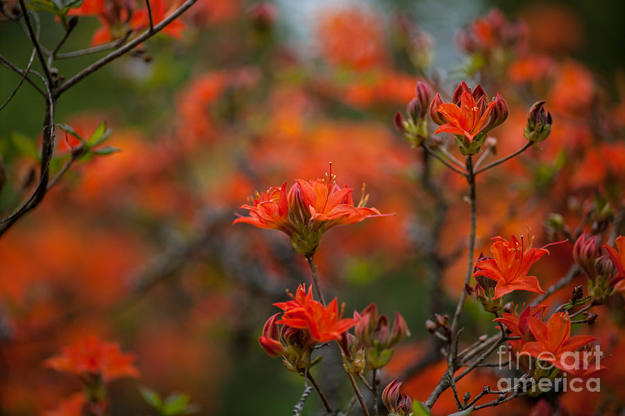 Fiery Spring Azaleas Photograph by Mike Reid - Pixels