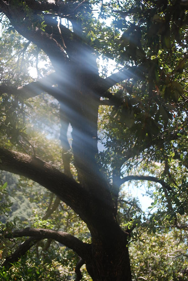 Filtered Light Photograph by Cheryl Adams - Fine Art America