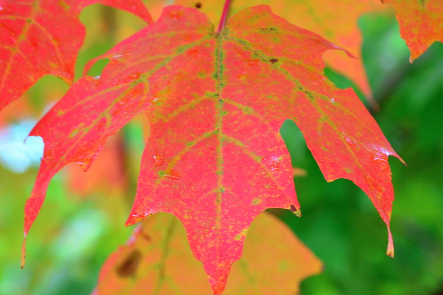 Fire Leaf Photograph by Mandi Howard - Fine Art America