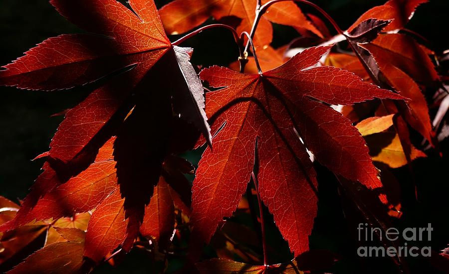 Fire maple Photograph by Bernard MICHEL - Fine Art America