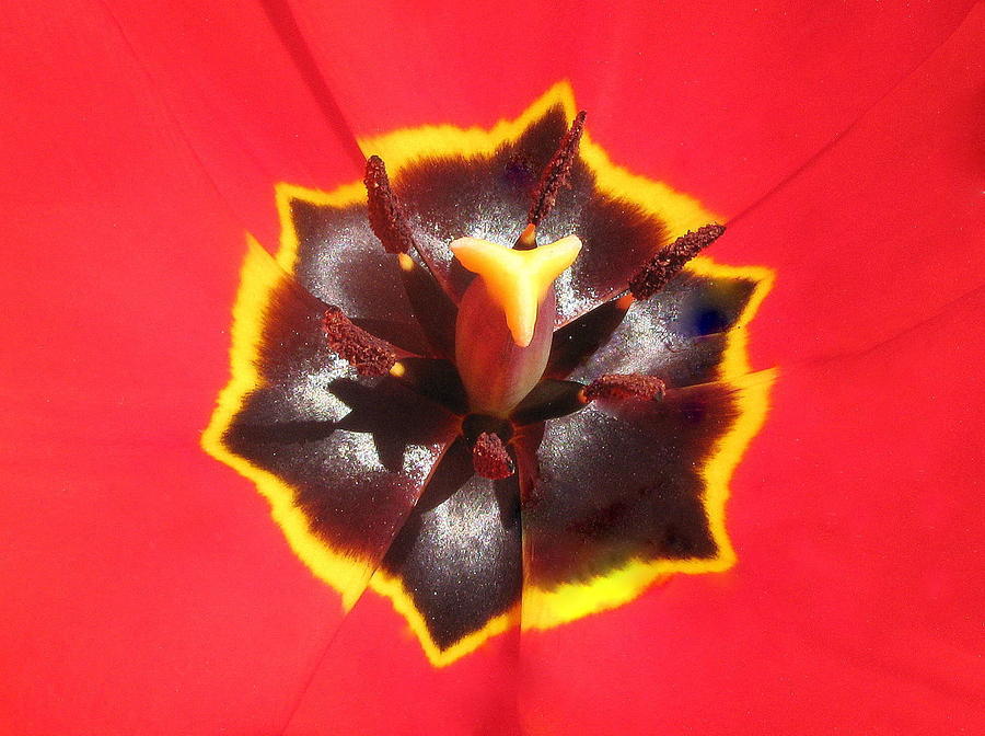 Fireball Photograph by Mark Kinghan - Fine Art America