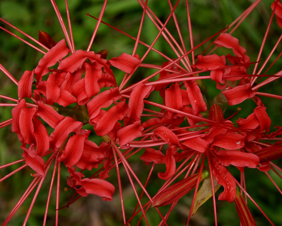 Firecracker Photograph by Angela Tomey - Fine Art America
