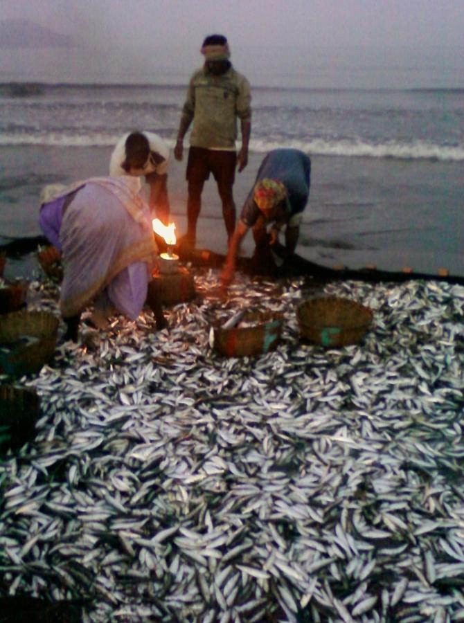 Fishy Morning Photograph by Pradeep Gupta - Fine Art America Fishy Morning Photograph by Pradeep Gupta - Fine Art America