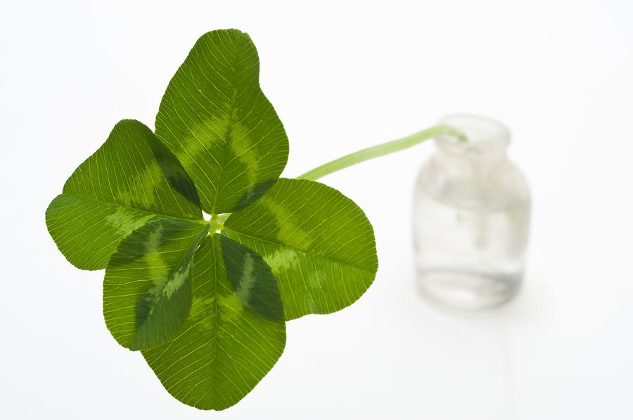 Five-leaf Clover by Science Photo Library