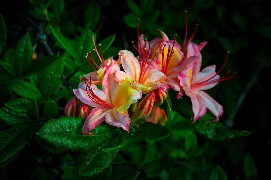 Flame Azalea Photograph by Christopher Mobley