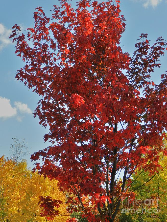 Flaming Red Photograph by Snapshot Studio | Fine Art America