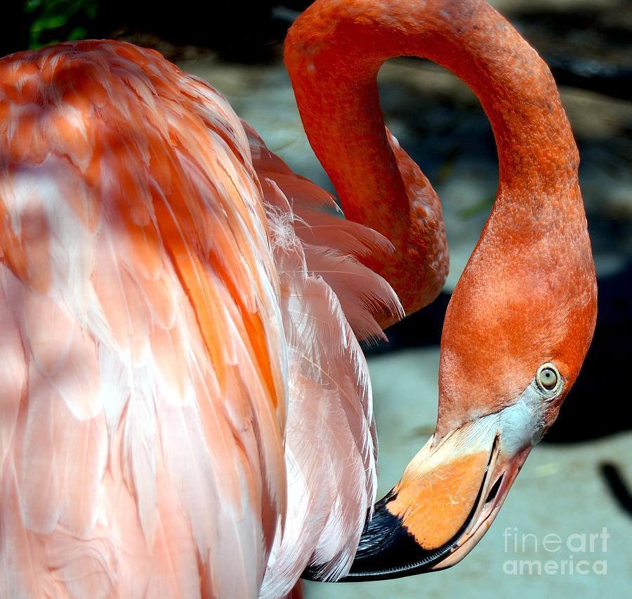 Flamingo Photograph by Baywest Imaging - Pixels
