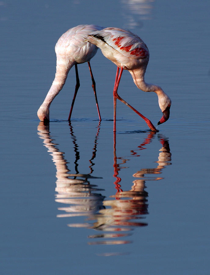 Flamingo Reflection Photograph by Vic Sharratt | Fine Art America