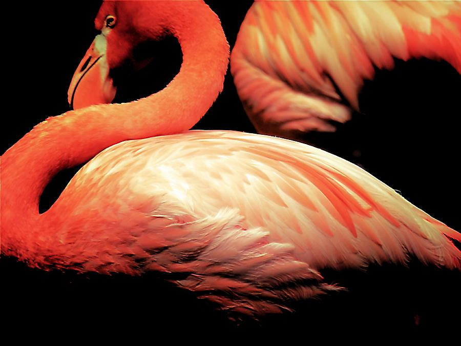 Flamingoes Abstract Photograph by Beth Akerman | Fine Art America