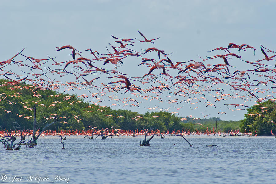 Flamingos Cloud Photograph by Jose Ojeda - Fine Art America
