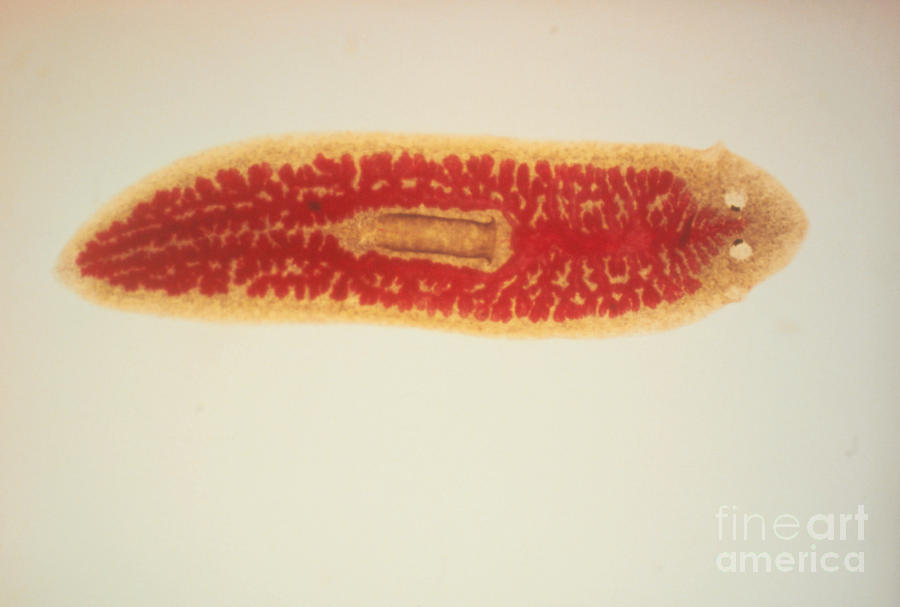 Flatworm Photograph by Eric Grave | Fine Art America