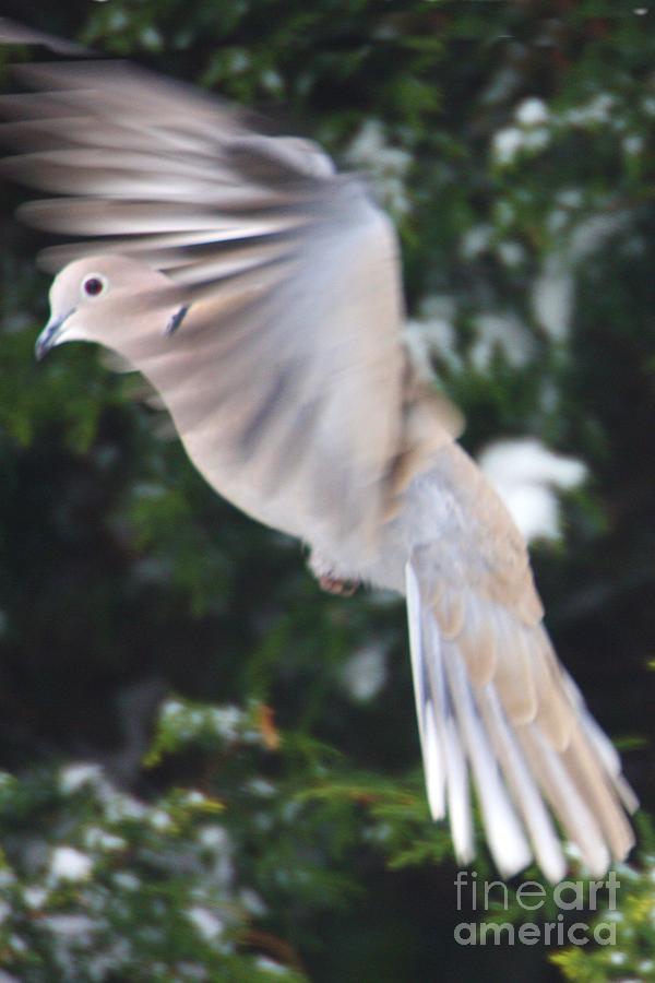 Flight Photograph by Ed Lukas - Fine Art America