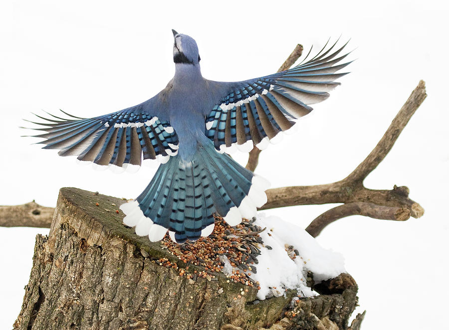 Flight Photograph by Marty Maynard - Fine Art America