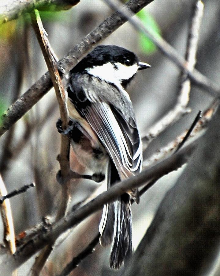 Flitting About Digital Art by Don Mann - Fine Art America