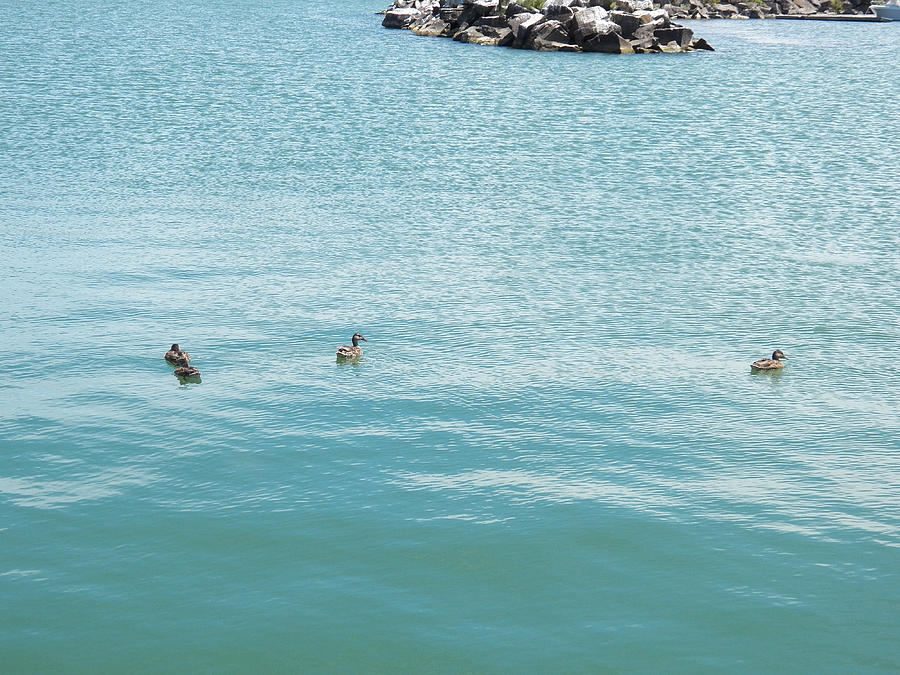 Floating Along Photograph by Corinne Elizabeth Cowherd - Fine Art America