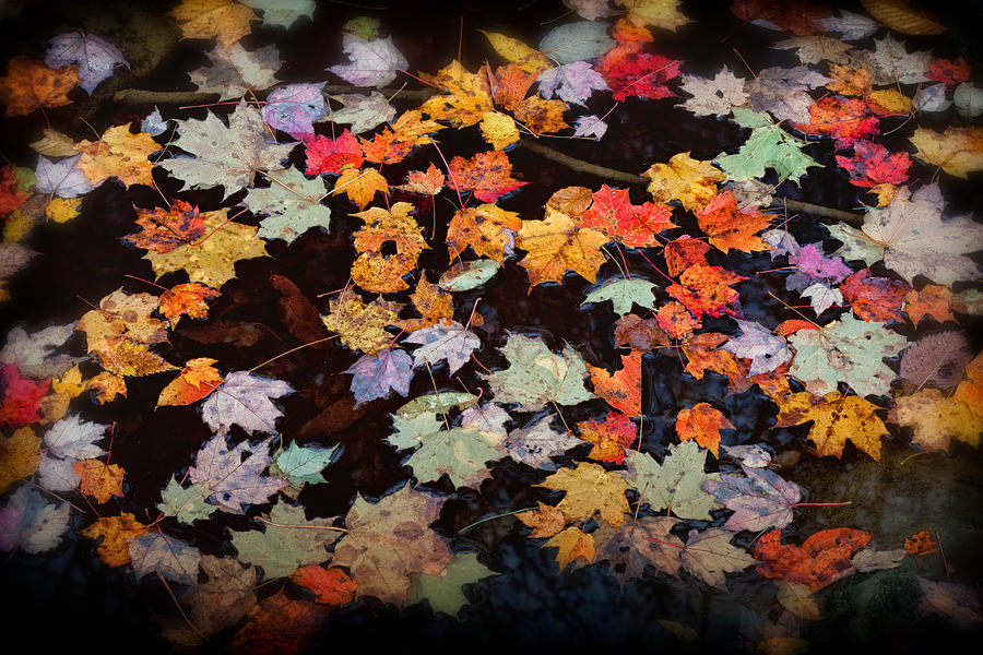 Floating Fall Leaves 3648 Photograph by Ken Brodeur - Fine Art America