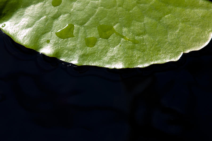Floating Leaf Photograph by Craig Levin - Fine Art America