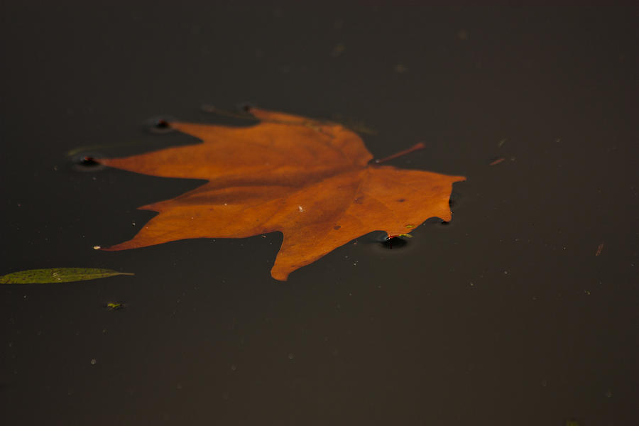 Floating Leaf Photograph by Dawn OConnor - Fine Art America