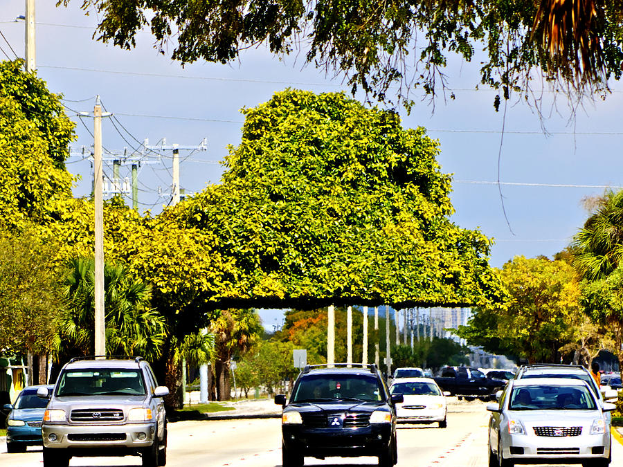 Floating Tree Photograph by Dieter Lesche - Fine Art America
