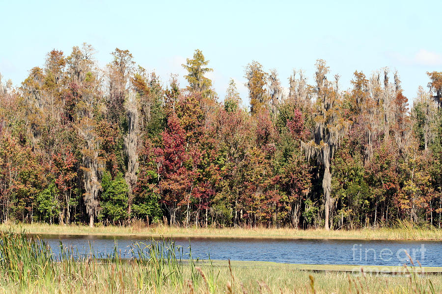 Florida Fall Photograph by April Wietrecki Green - Fine Art America