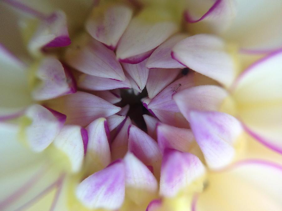 Flower Photograph by Danielle Cirillo - Fine Art America