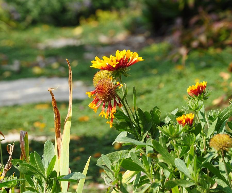 Flower in Fall Photograph by Doris Grice - Pixels