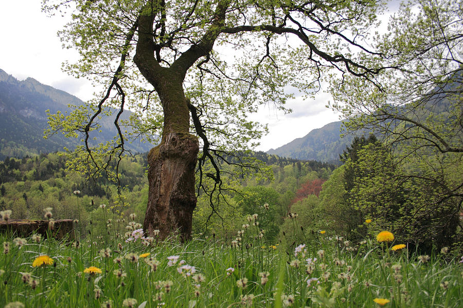 Flowering maple tree Photograph by Ulrich Kunst And Bettina Scheidulin ...