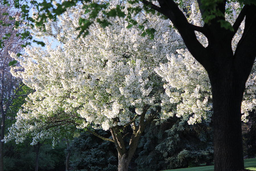 Flowering Springtime Tree Photograph by James Hammen - Pixels