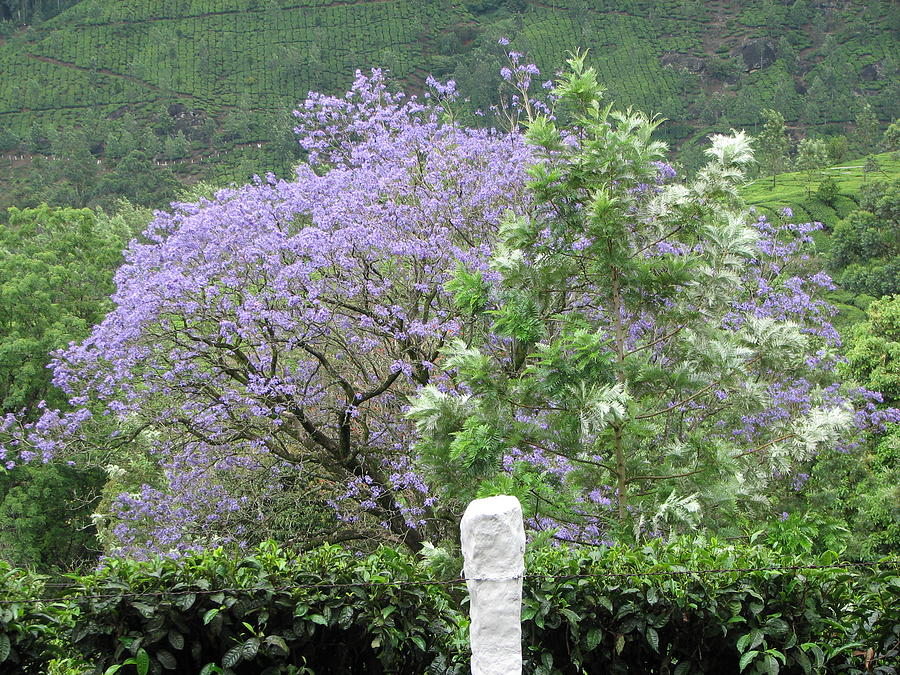 Flowering tree Photograph by Ghosh Bose - Fine Art America