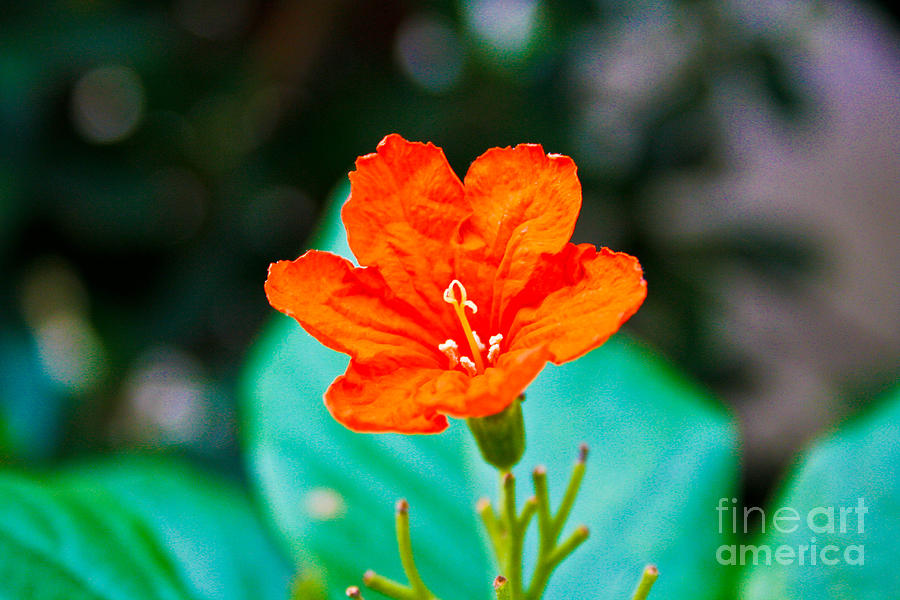 Flowers1 Photograph by Abdul Moo - Fine Art America