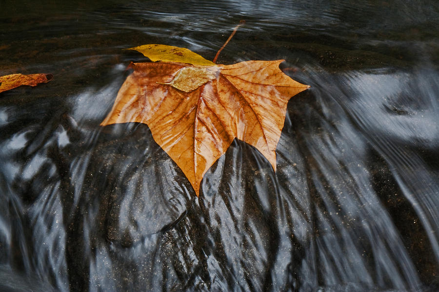 Flowing Leaf Photograph by David Campbell - Fine Art America