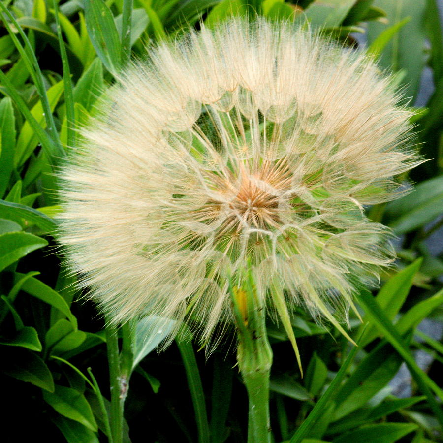 Fluff Ball 2 Photograph by Mark Codington | Fine Art America