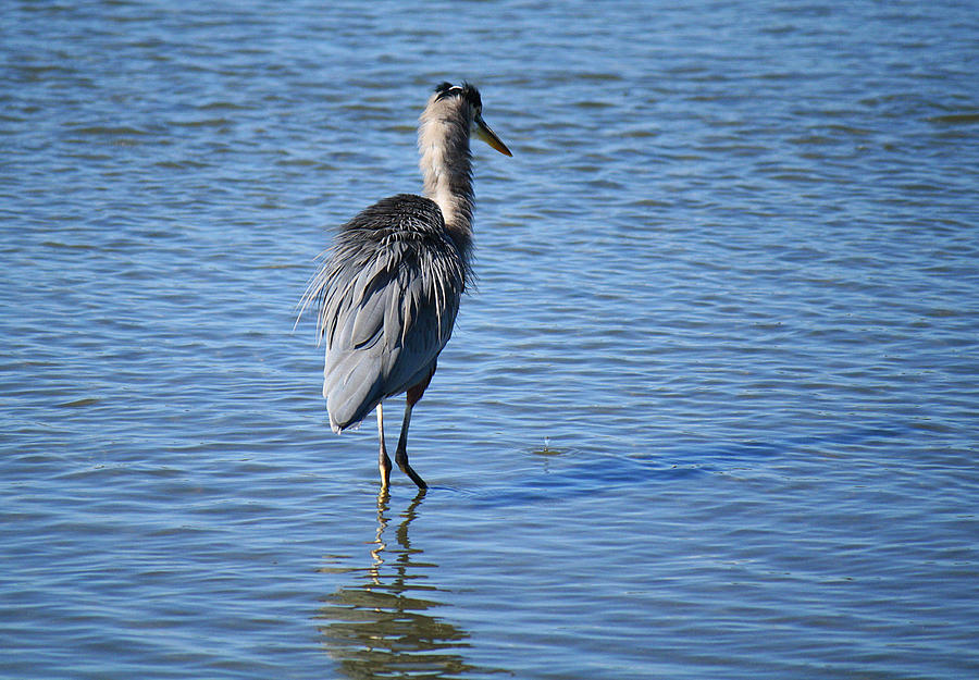 Fluff Fluff Photograph by Roena King - Pixels