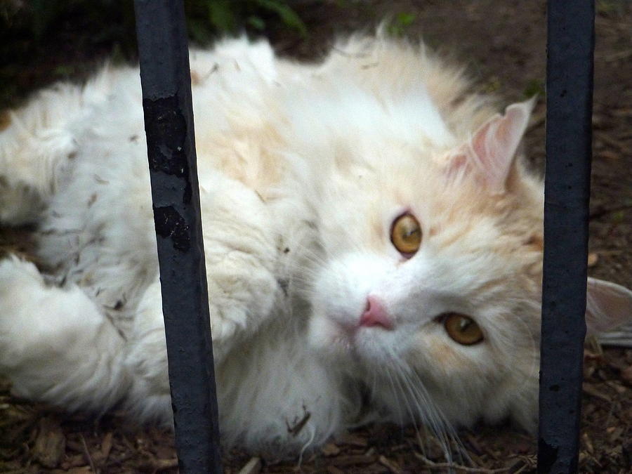 Fluff Kitty Photograph by Dan Stone - Fine Art America