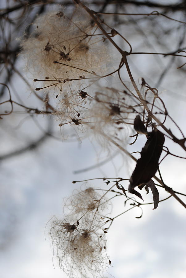 Fluff Photograph by Monica Geisel - Fine Art America
