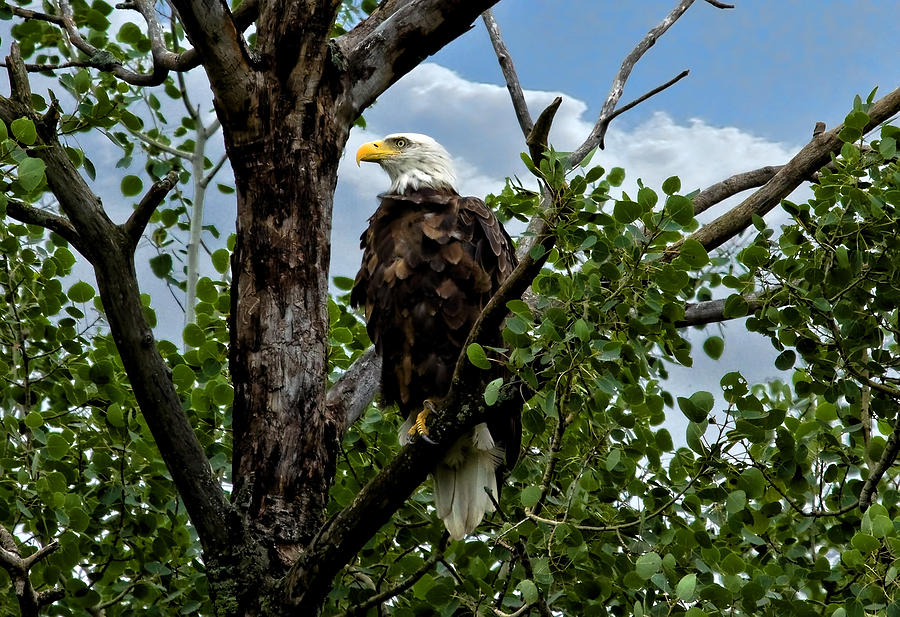 Fluffed Eagle Photograph by Gary Smith - Fine Art America