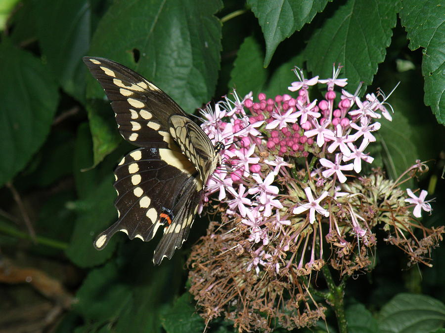 Flutterby Photograph by Sharon Downey Miniard - Fine Art America