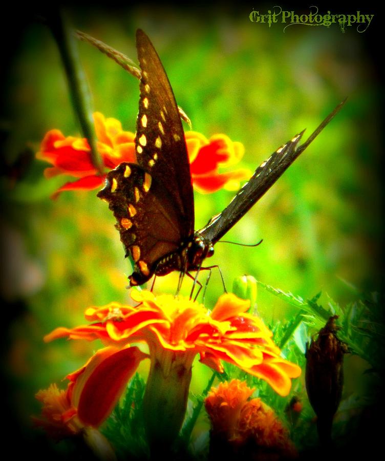 Flutterbye Photograph by Michelle Guilzon - Fine Art America