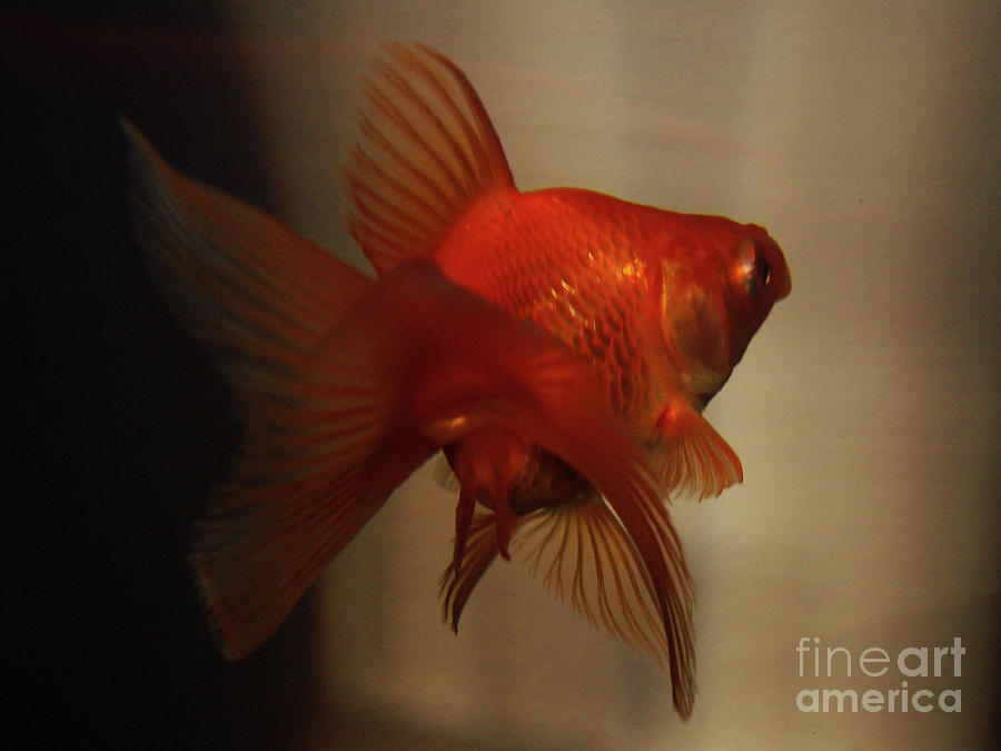 Flying Goldfish Photograph by Mark Holbrook - Fine Art America