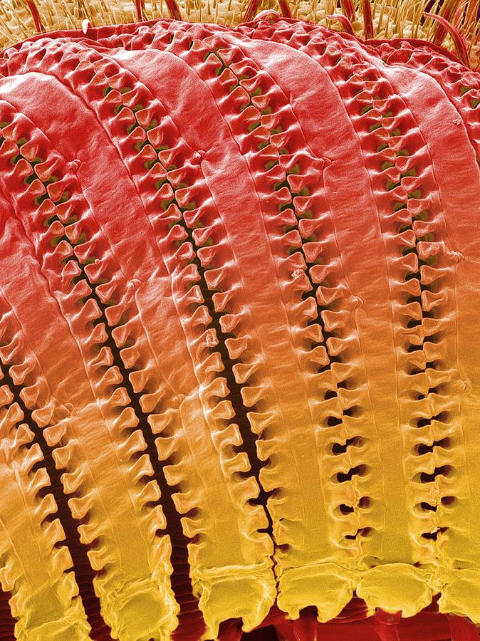 Fly's Tongue, Sem Photograph by Steve Gschmeissner - Fine Art America