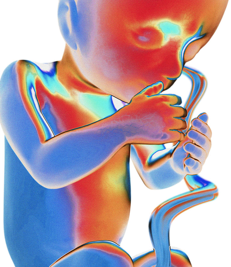 Foetus, Computer Artwork Photograph by Roger Harris - Fine Art America