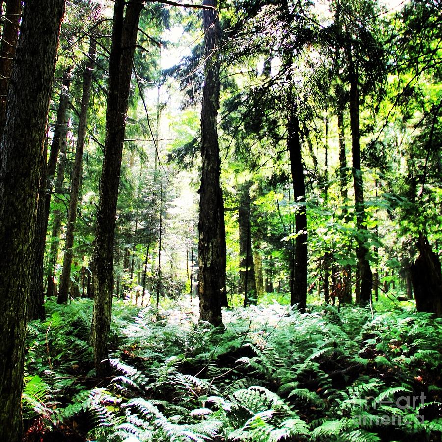 Forest Photograph by Angela Garrison - Fine Art America