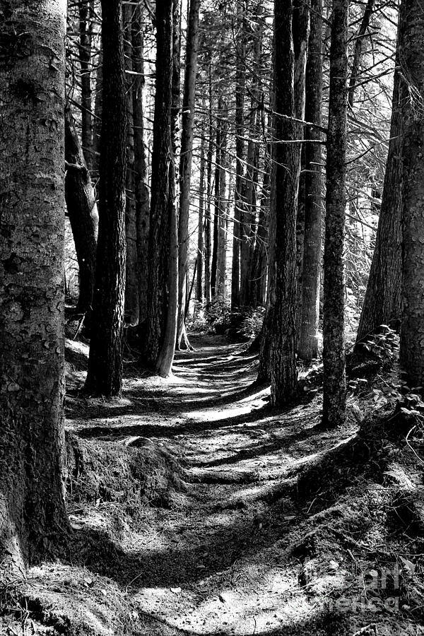 Forest Path Photograph by Tom Cheatham - Fine Art America