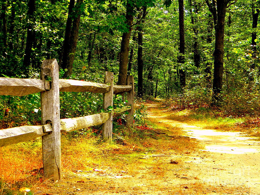 Forest Pathway Photograph by Gladys Steele - Fine Art America