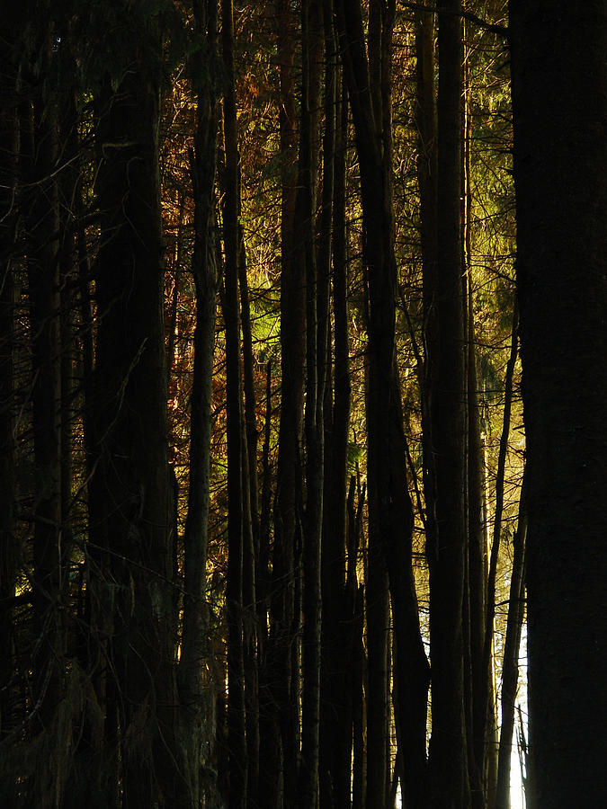 Forest Patterns Photograph by Lloyd Burchell - Fine Art America