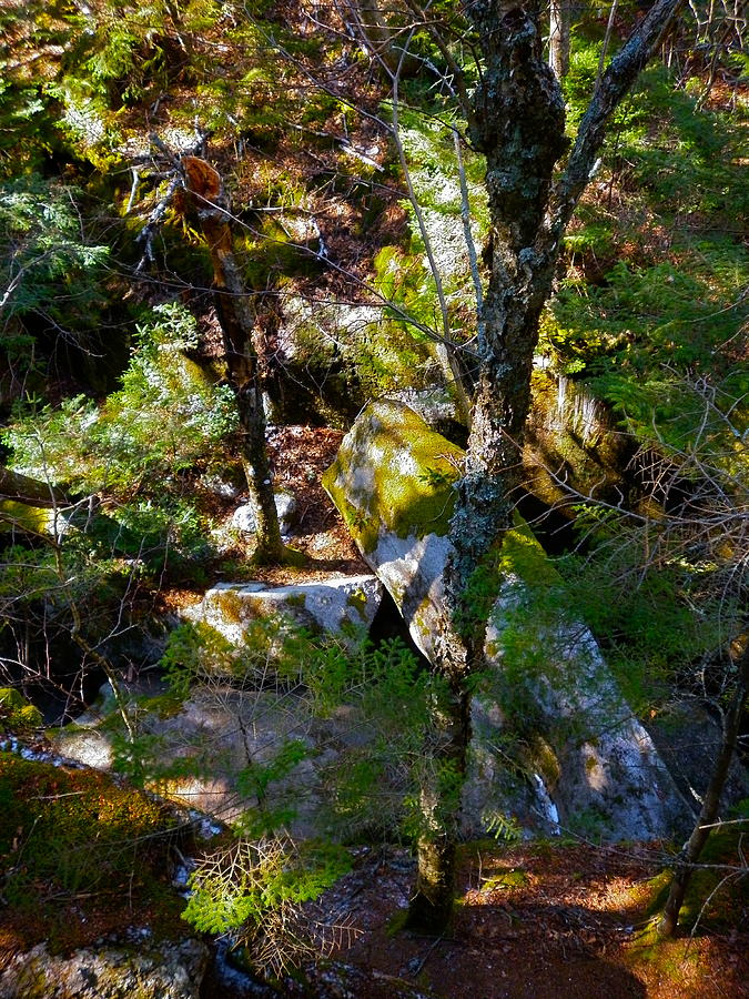 Forest Texture 4 Photograph by George Ramos | Pixels