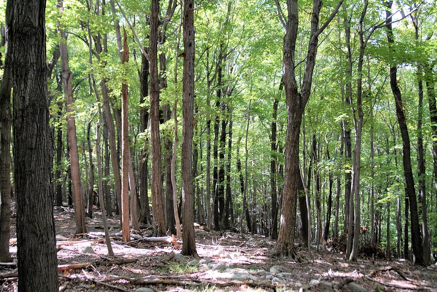 Forest through the Trees Photograph by - Fine Art America