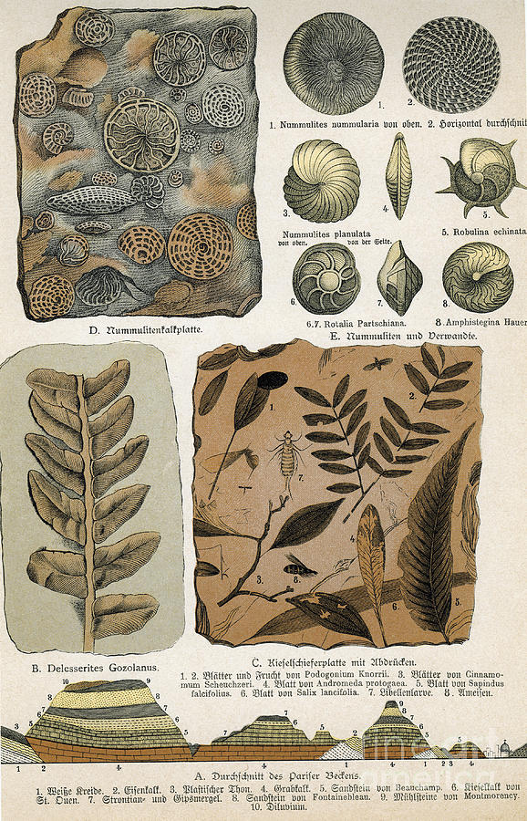 Fossils Photograph by Science Source