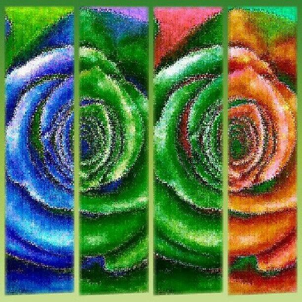 Four Rose split Photograph by Mandi Ward - Fine Art America